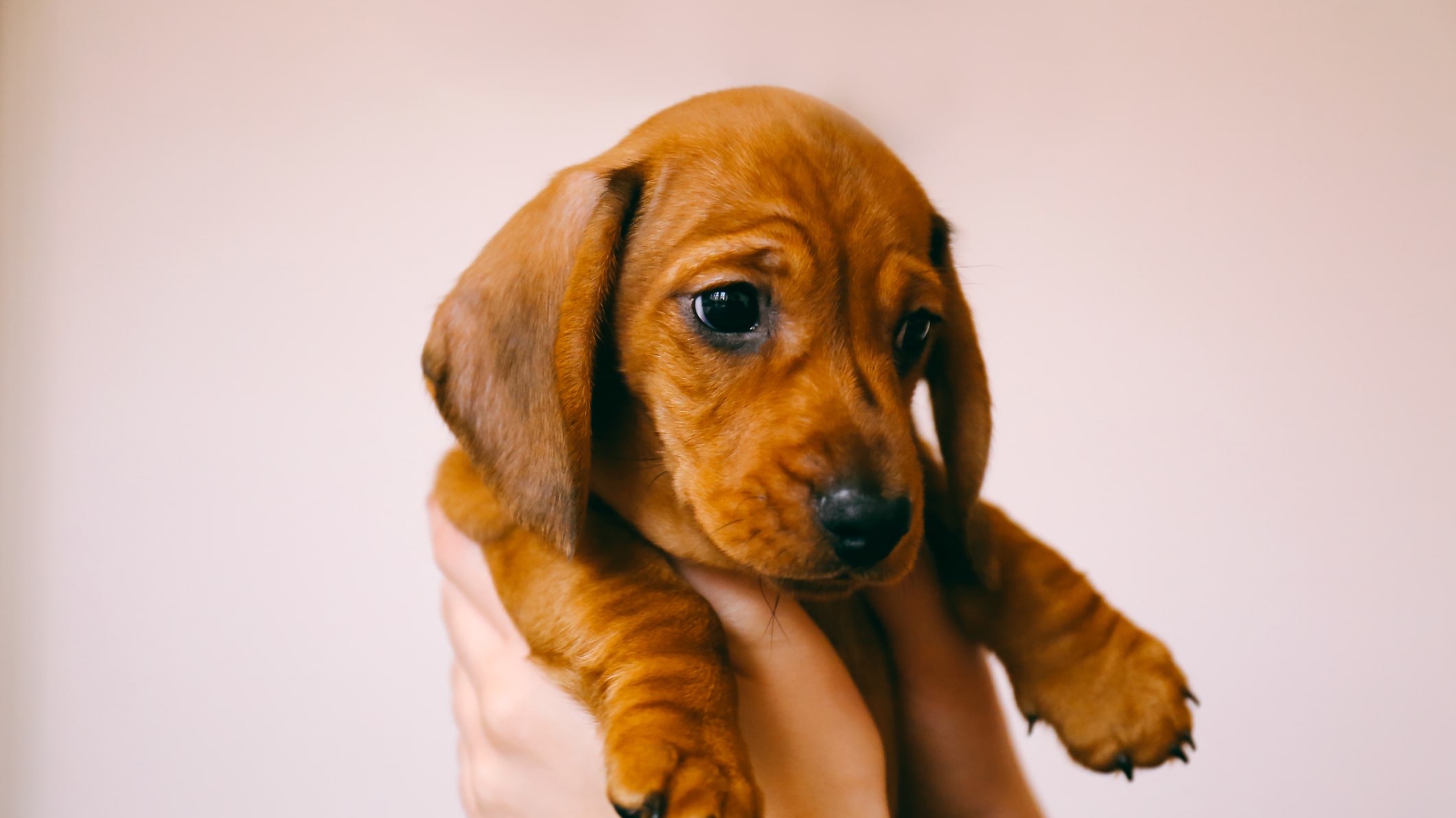 'Pawternity' Leave Acknowledges Pet Owners' Needs