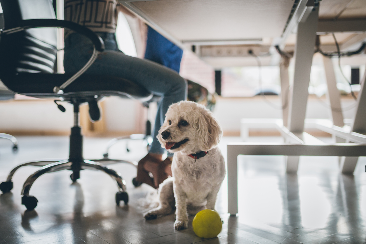 The Benefits of a Pet-Friendly Workplace